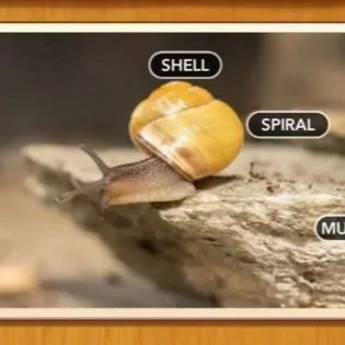 1 Pic N Words Level 154 Answers [Picture+Words] » Puzzle Game Master